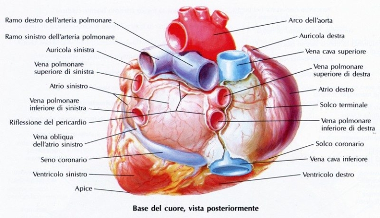 Drenaggio venoso del cuore – Test Ammissione