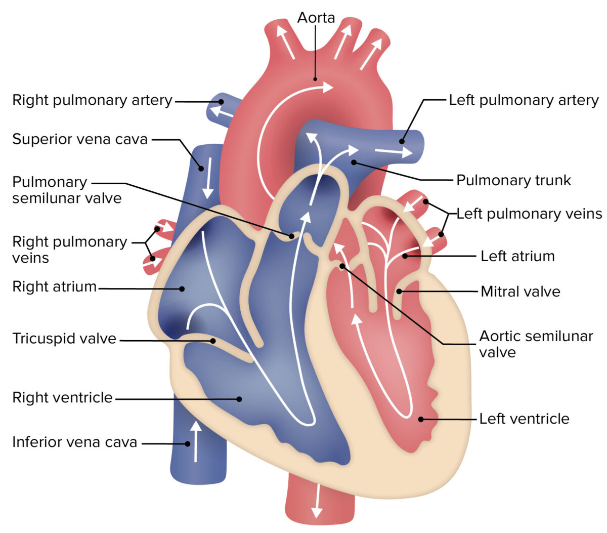 Sistema di conduzione del cuore